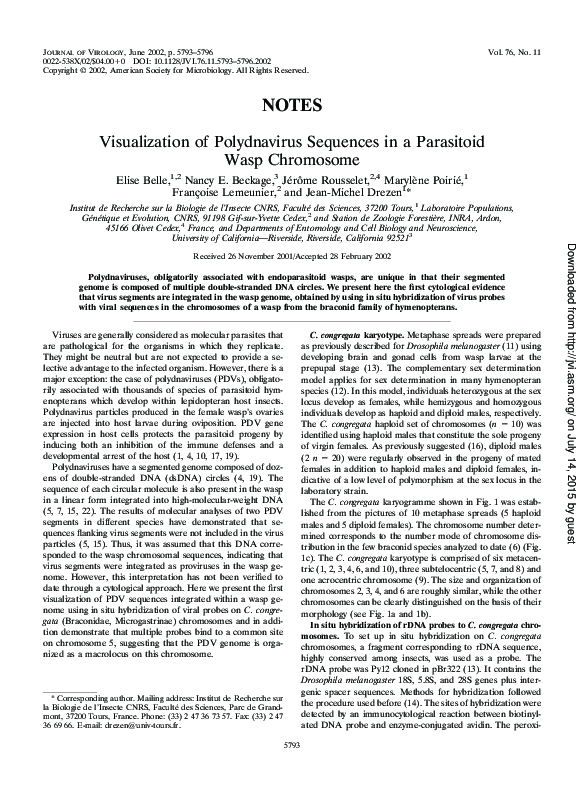 (PDF) Visualization of Polydnavirus Sequences in a Parasitoid Wasp ...