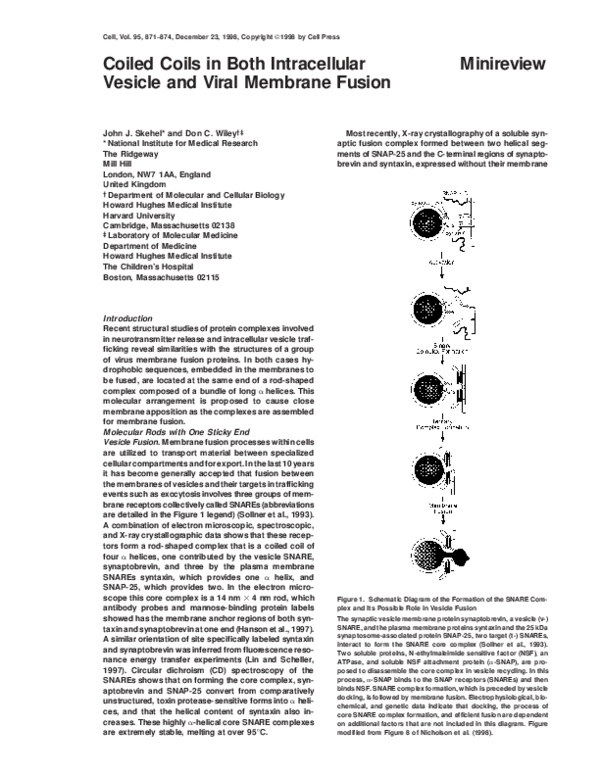 (PDF) Coiled Coils in Both Intracellular Vesicle and Viral Membrane Fusion