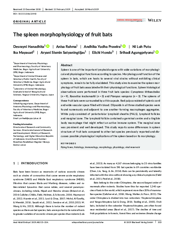 (PDF) The spleen morphophysiology of fruit bats