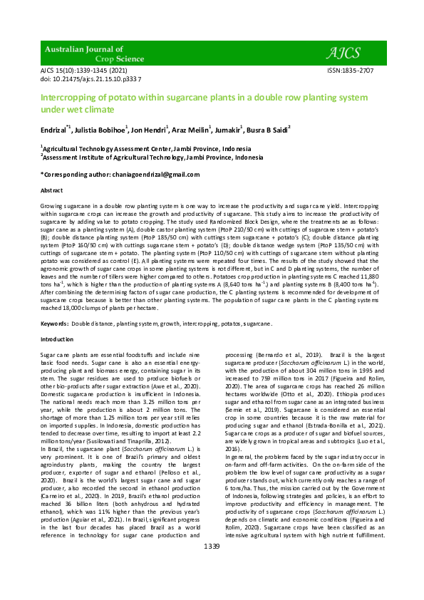 (PDF) Intercropping of potato within sugarcane plants in a double row ...