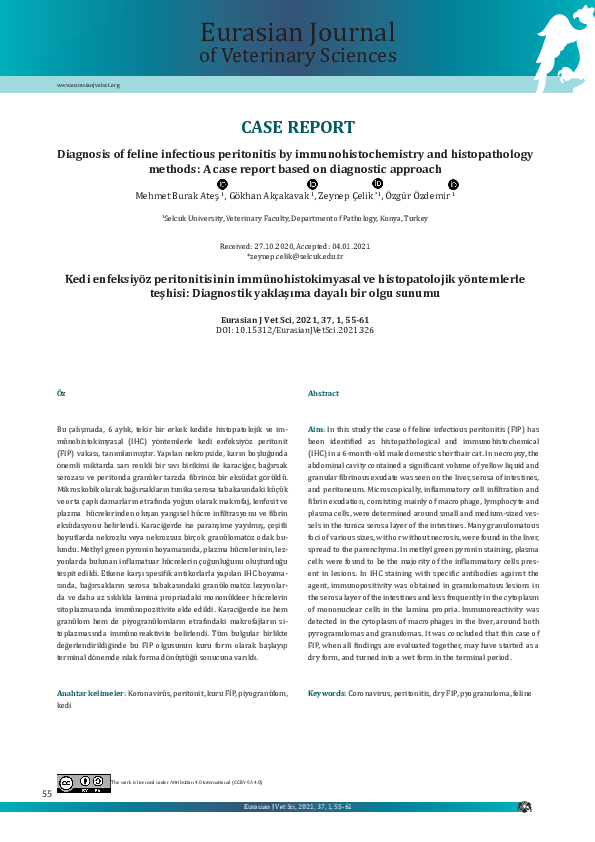(PDF) Diagnosis of feline infectious peritonitis by immunohistochemistry and histopathology ...