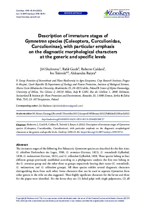 (PDF) Description of immature stages of Gymnetron species (Coleoptera ...