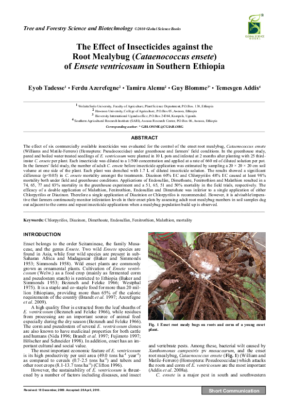 (PDF) The effect of insecticides against the root mealybug (Cataenococcus ensete) of ensete ...