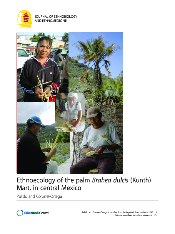 (PDF) Ethnoecology of the palm Brahea dulcis (Kunth) Mart. in central ...