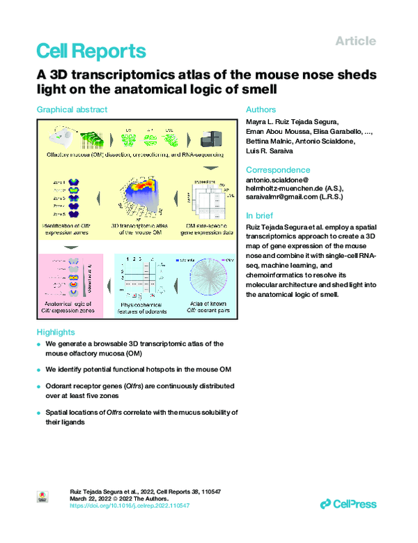 (PDF) A 3D transcriptomics atlas of the mouse nose sheds light on the ...