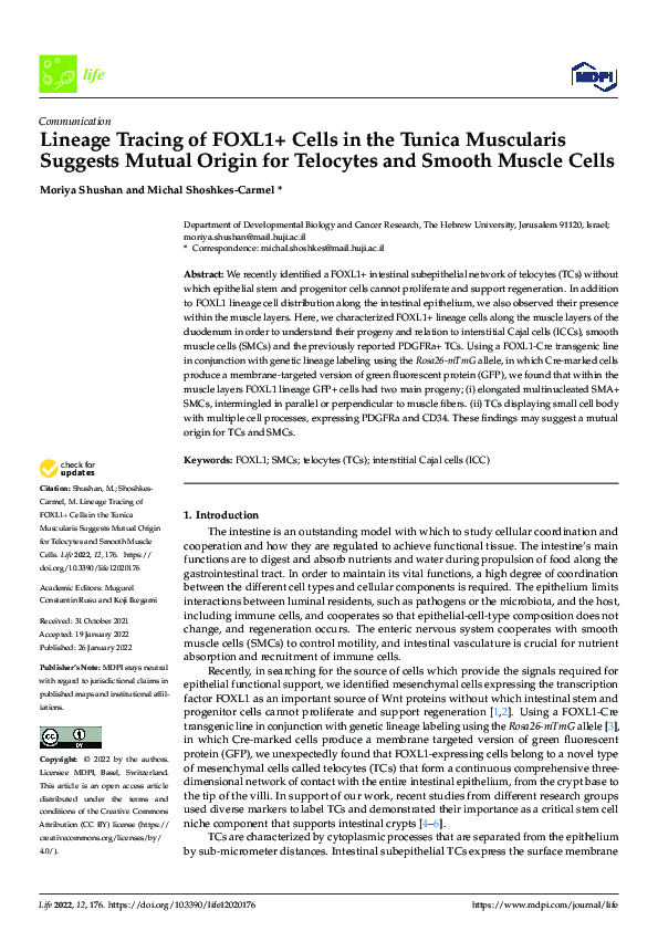(PDF) Lineage Tracing of FOXL1+ Cells in the Tunica Muscularis Suggests ...