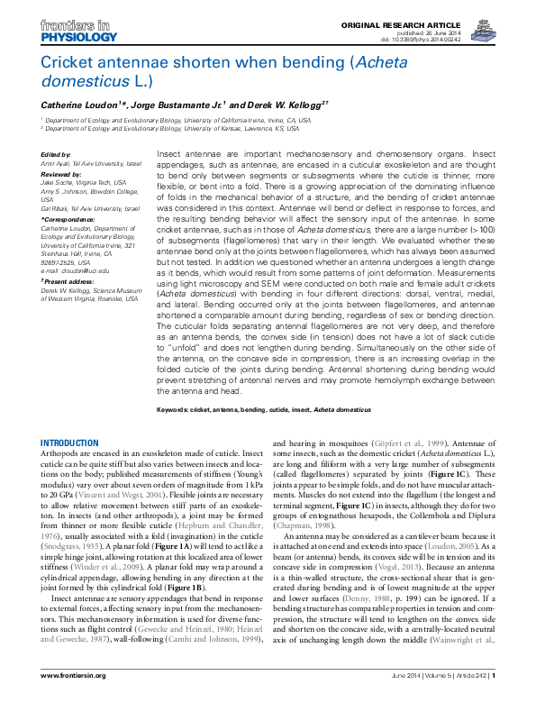 (PDF) Cricket antennae shorten when bending (Acheta domesticus L.)