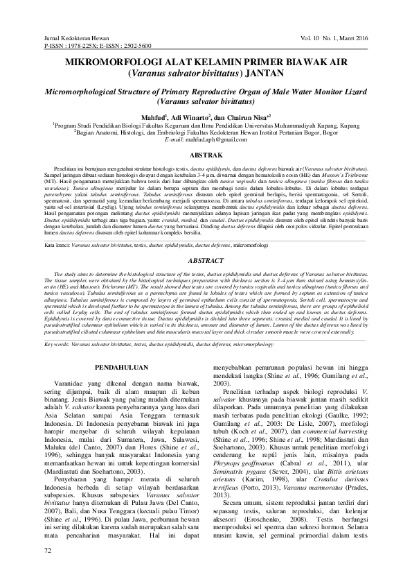 (PDF) Micromorphological Structure of Primary Reproductive Organ of ...