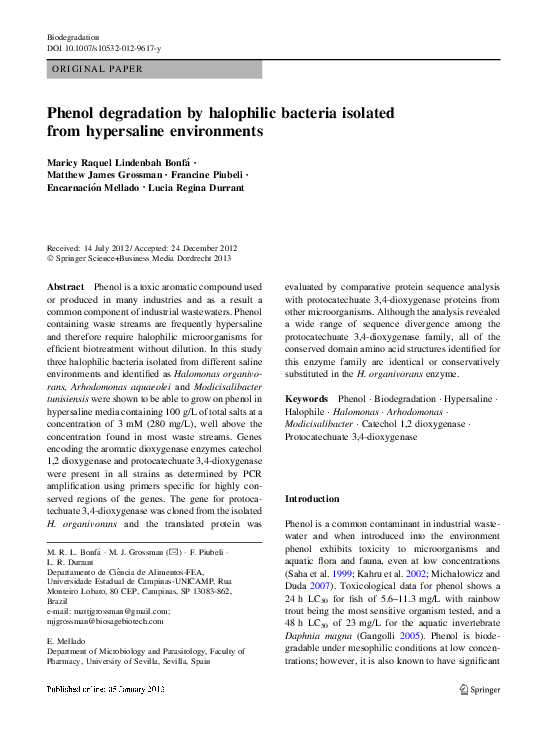 (PDF) Phenol degradation by halophilic bacteria isolated from hypersaline environments