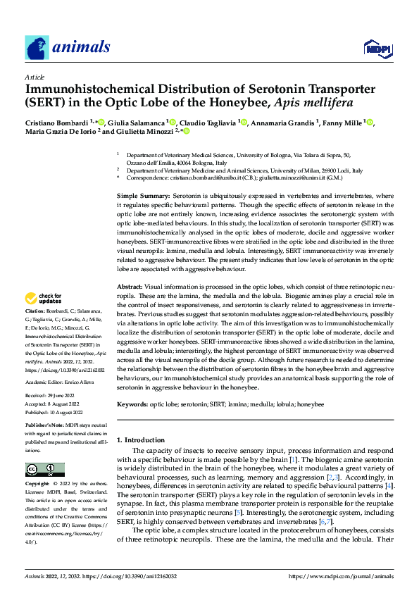 (PDF) Immunohistochemical Distribution of Serotonin Transporter (SERT ...