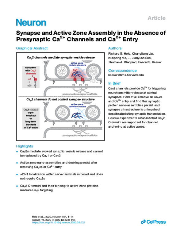 (PDF) Synapse and Active Zone Assembly in the Absence of Presynaptic ...
