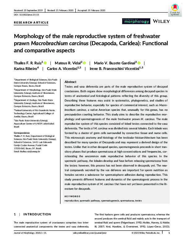 (PDF) Morphology of the male reproductive system of freshwater prawn ...