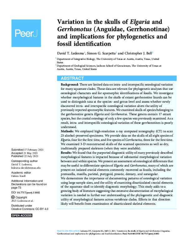 (PDF) Variation in the skulls of Elgaria and Gerrhonotus (Anguidae ...
