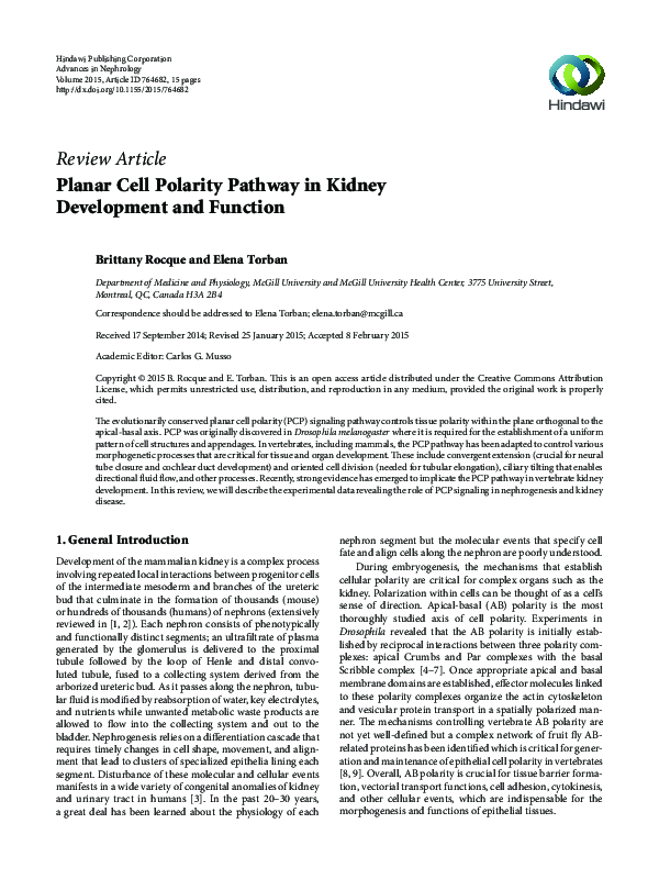 (PDF) Planar Cell Polarity Pathway in Kidney Development and Function ...