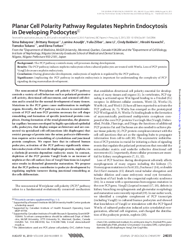 (PDF) Planar Cell Polarity Pathway Regulates Nephrin Endocytosis in ...
