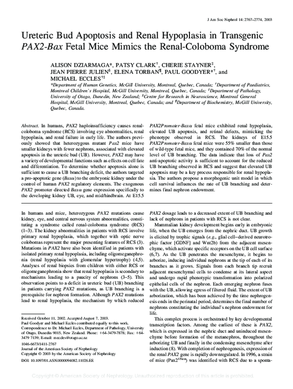 (PDF) Ureteric Bud Apoptosis and Renal Hypoplasia in Transgenic PAX2 ...