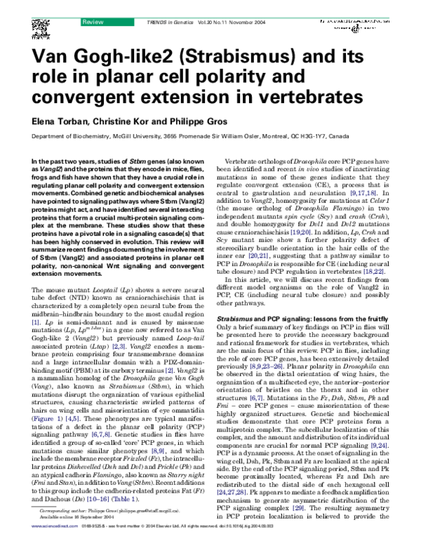 (PDF) Van Gogh-like2 (Strabismus) and its role in planar cell polarity ...