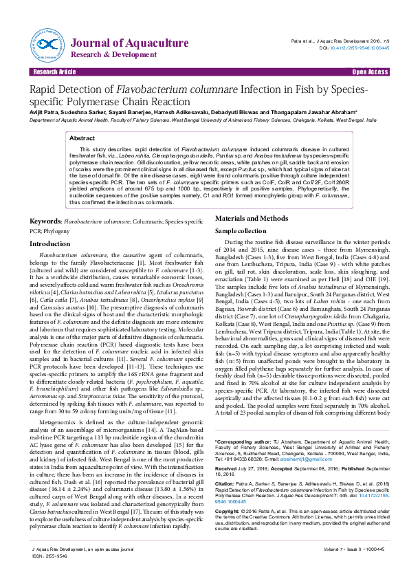 (PDF) Rapid Detection of Flavobacterium columnare Infection in Fish by ...