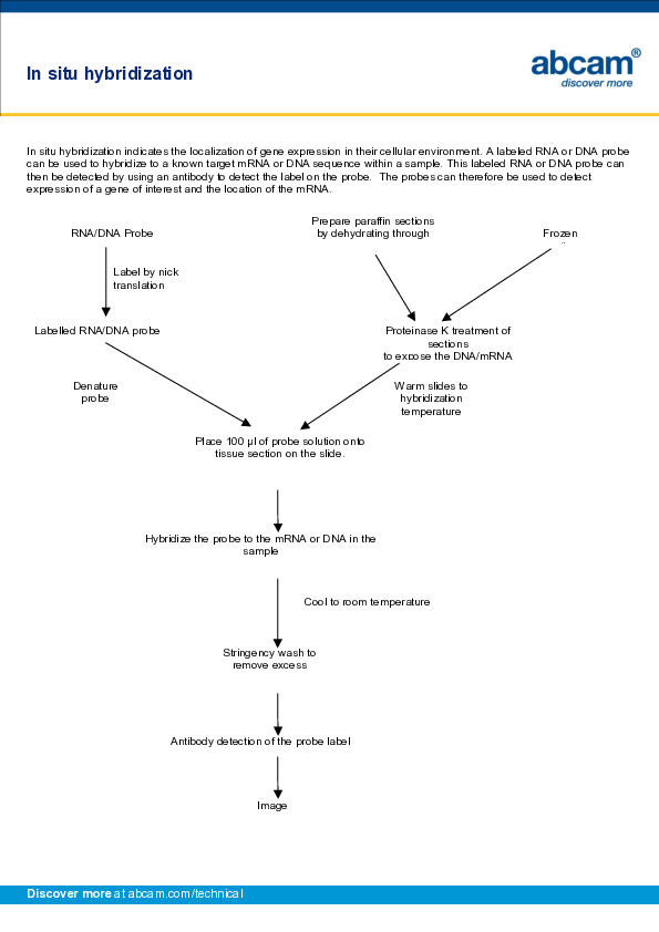 (PDF) In Situ Hybridization
