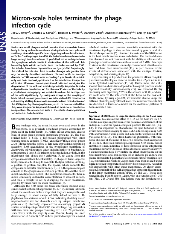 (PDF) Micron-scale holes terminate the phage infection cycle