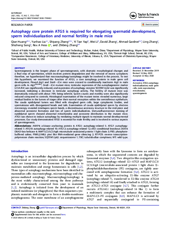 (PDF) Autophagy core protein ATG5 is required for elongating spermatid ...