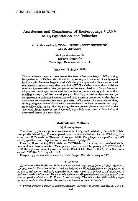 Attachment and detachment of bacteriophage λ DNA in lysogenization and ...