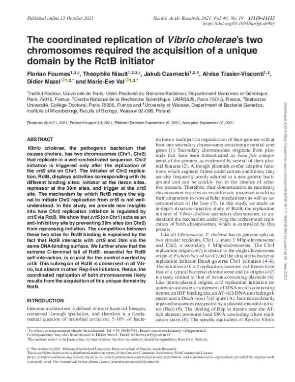 (PDF) The coordinated replication of Vibrio cholerae’s two chromosomes ...