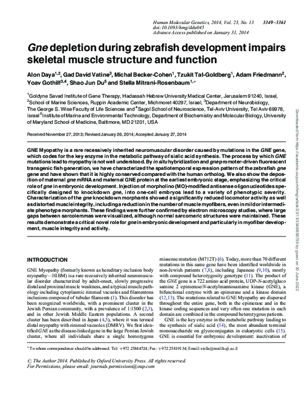 (PDF) Gne depletion during zebrafish development impairs skeletal ...
