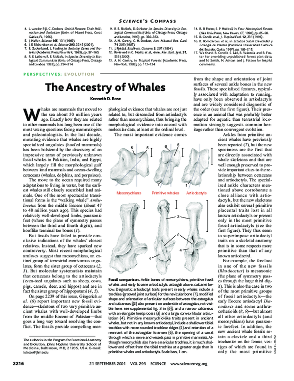 (PDF) EVOLUTION: The Ancestry of Whales