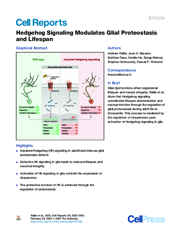 (PDF) Hedgehog Signaling Modulates Glial Proteostasis and Lifespan ...