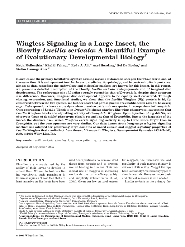 (PDF) Wingless signaling in a large insect, the blowflyLucilia sericata ...