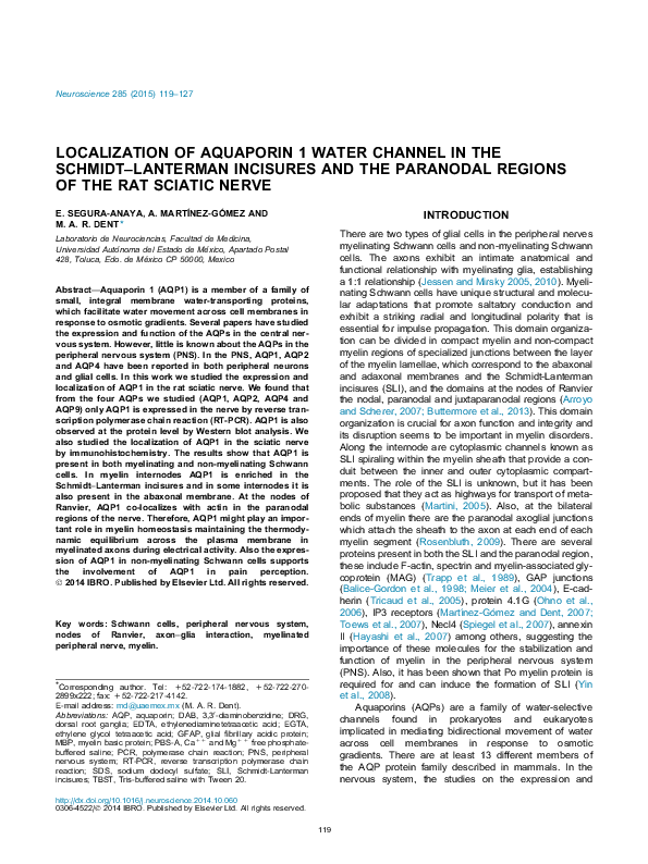 (PDF) Localization of aquaporin 1 water channel in the Schmidt ...