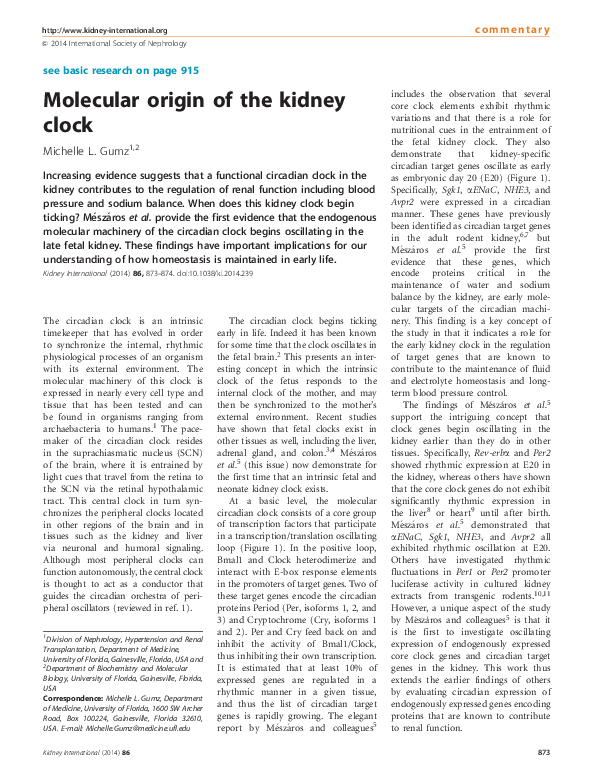 (PDF) Molecular origin of the kidney clock
