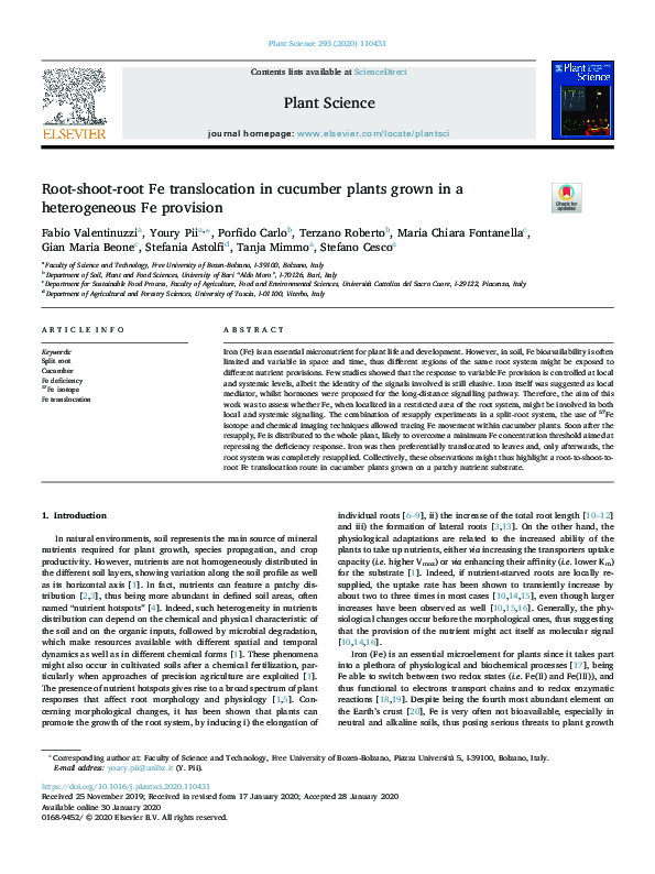 Root-shoot-root Fe translocation in cucumber plants grown in a ...