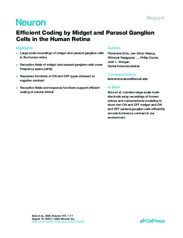 (PDF) Efficient Coding by Midget and Parasol Ganglion Cells in the Human Retina