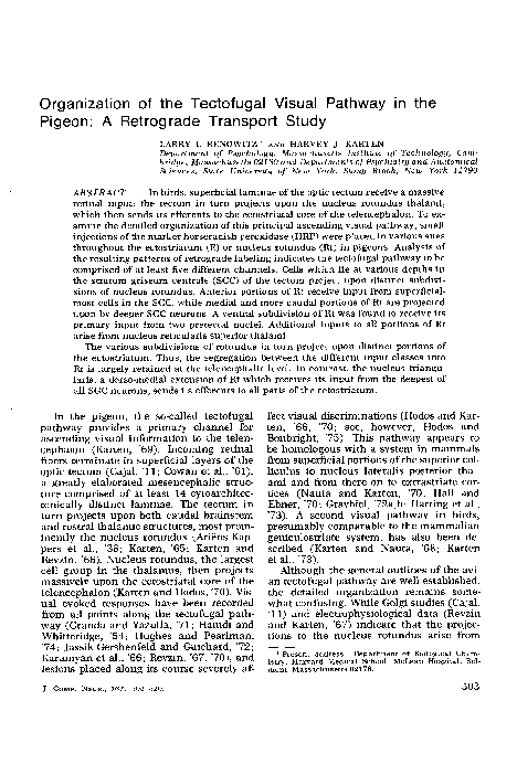 (PDF) Organization of the tectofugal visual pathway in the pigeon: A ...