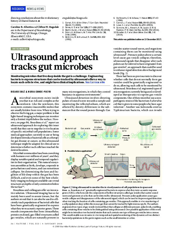 (PDF) Ultrasound approach tracks gut microbes