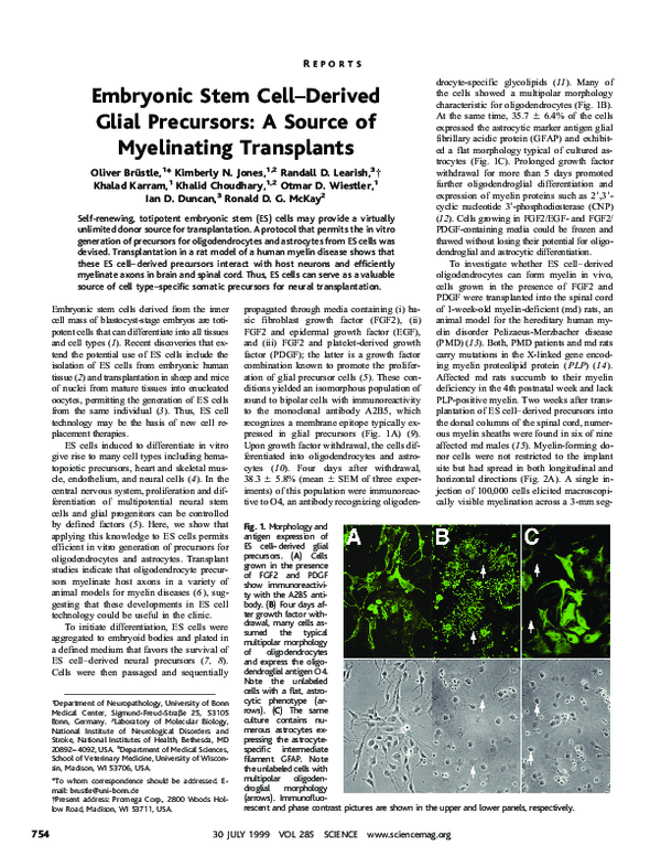 (PDF) Embryonic Stem Cell-Derived Glial Precursors: A Source of Myelinating Transplants