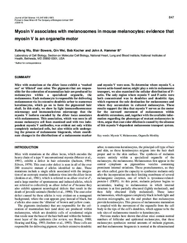 (PDF) Myosin V associates with melanosomes in mouse melanocytes ...