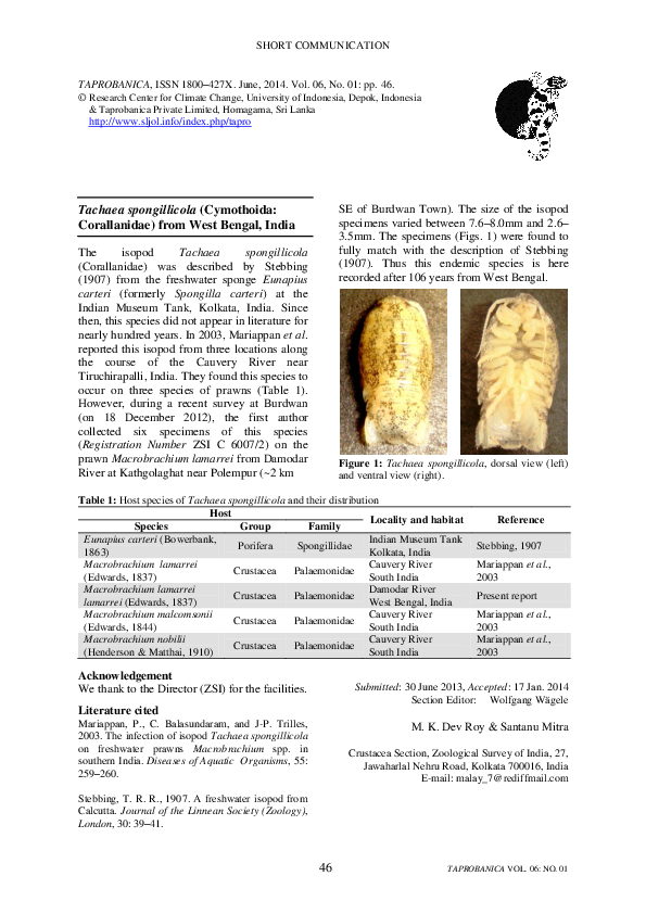 (PDF) Tachaea spongillicola (Cymothoida: Corallanidae) from West Bengal ...