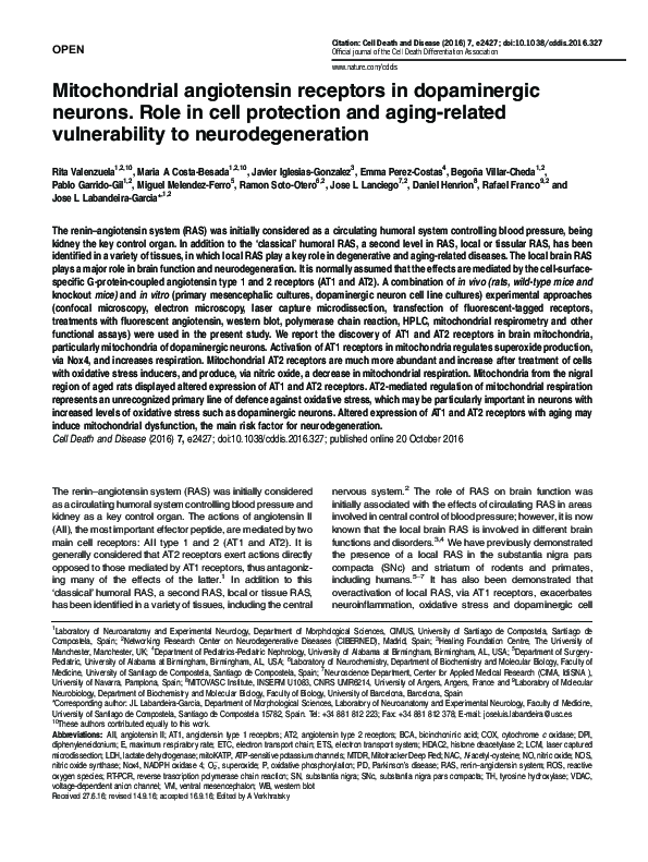 (PDF) Mitochondrial angiotensin receptors in dopaminergic neurons. Role in cell protection and ...