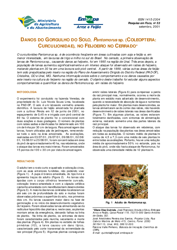 Danos do gorgulho do solo, Pantomorus sp. (Coleoptera: curculionidae ...