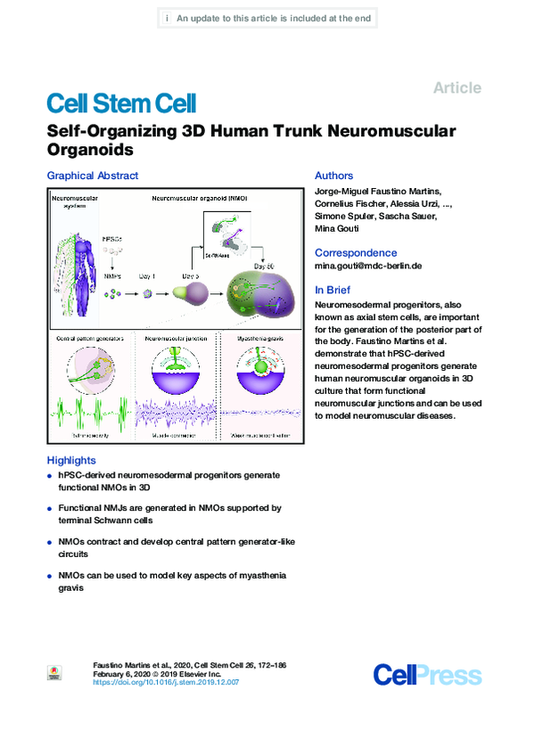 (PDF) Self-Organizing 3D Human Trunk Neuromuscular Organoids