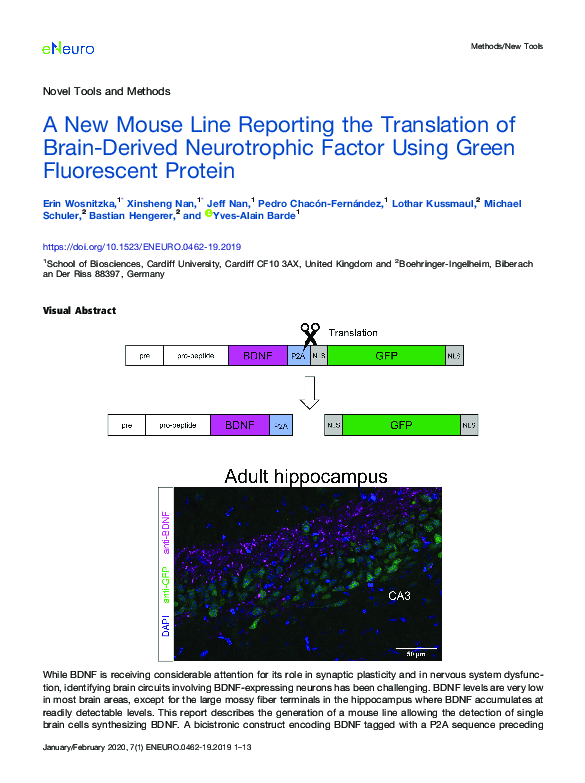 (PDF) A New Mouse Line Reporting the Translation of Brain-Derived ...
