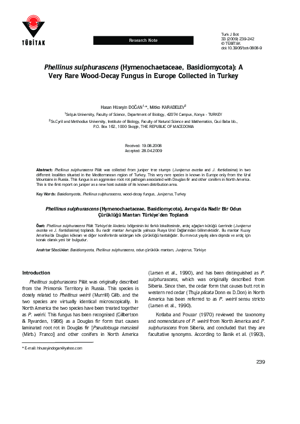 (PDF) Phellinus sulphurascens (Hymenochaetaceae, Basidiomycota): A Very ...