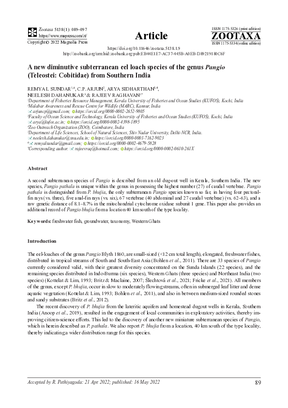 (PDF) A new diminutive subterranean eel loach species of the genus ...