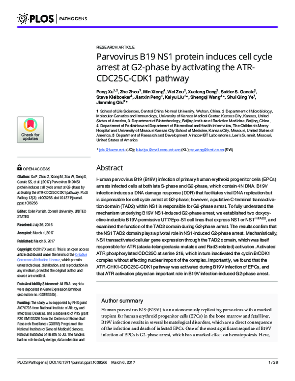 (PDF) Parvovirus B19 NS1 protein induces cell cycle arrest at G2-phase ...