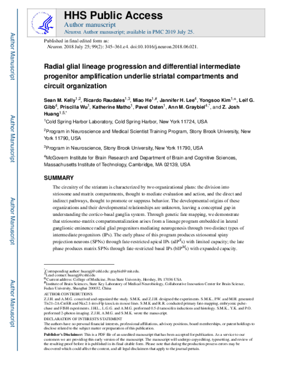 (PDF) Radial Glial Lineage Progression and Differential Intermediate Progenitor Amplification ...