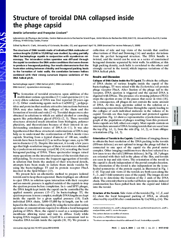 (PDF) Structure of toroidal DNA collapsed inside the phage capsid
