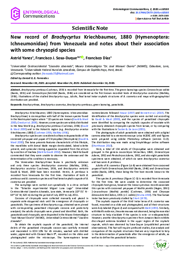 (PDF) New record of Brachycyrtus Kriechbaumer, 1880 (Hymenoptera ...